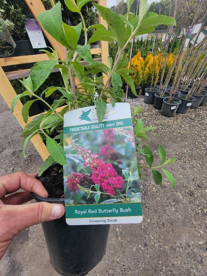 Royal Red Butterfly Bush ( Buddleia ) - Live Plant - ( 2.5 QT ) | eBay