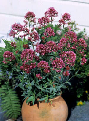 Centranthus ruber roseus Rosy Red 500 seeds | eBay