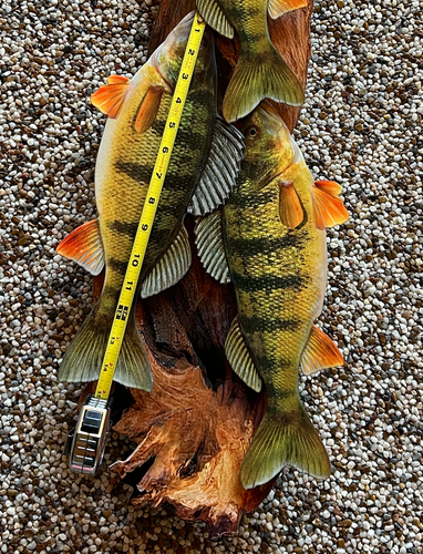 Perch Stringer Mount Layered Flat 2D Metal of 14 & 15 Inch Perch ...