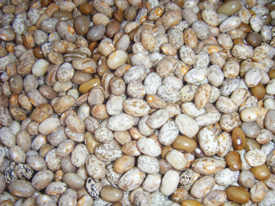 Over 100 Kentucky Cornfield Brown Greasy Beans Heirloom Seeds 100+ Bean ...