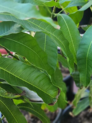 Organic Mango Leaves - 110 Leaves. Picked fresh when you order!!!-Free ...