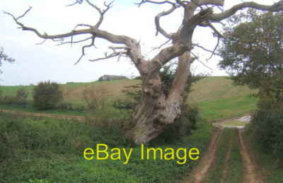 Photo 6x4 Dead tree near Barham Barham/TM1451 c2007 | eBay UK