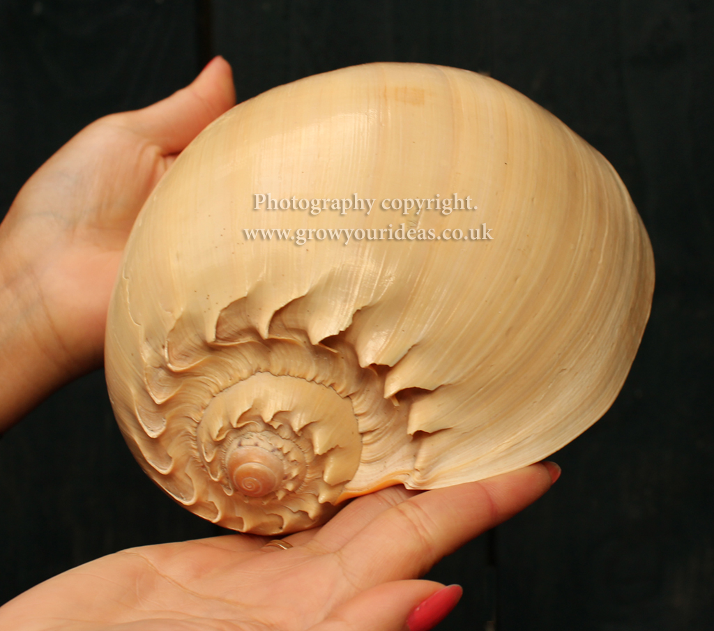 Extra Large Melon Shell Large Polished 22.5 cm to 25 cm Beach SeaShell ...