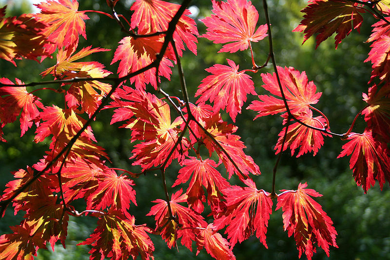Full Moon Maple, Acer japonicum, Tree Seeds (Fall Color, Bonsai, Hardy ...