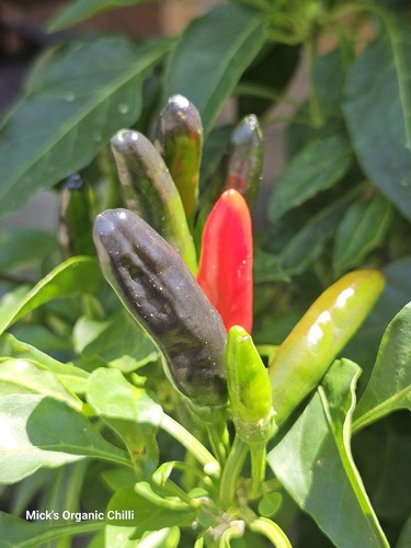 Chilli - African Black Birds Eye 10 Seeds | eBay Australia
