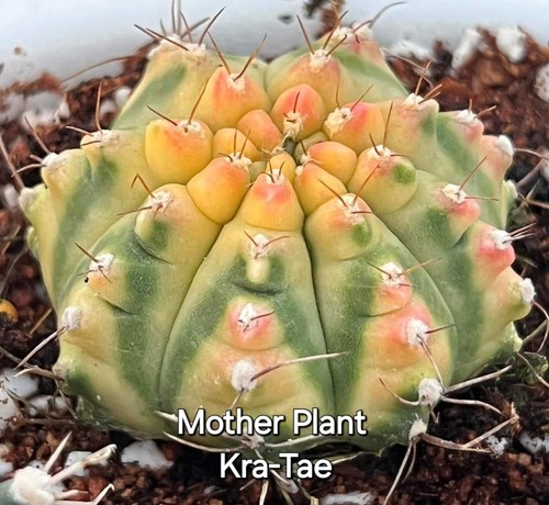 Gymnocalycium Variegated Clone Kra-tae Pink Green Change Color Tone ...