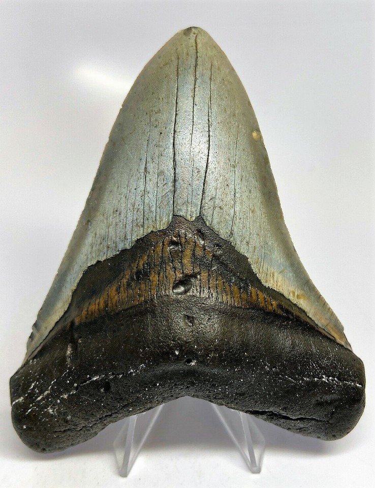 5 INCH REAL MEGALODON SHARK TOOTH BIG FOSSIL GIANT GENUINE PREHISTORIC ...