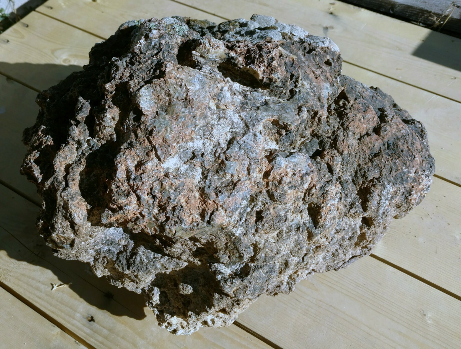 DINOSAUR COPROLITE from WYOMING - AGATIZED - 73 LBS HUGE ROUGH SPECIMEN ...