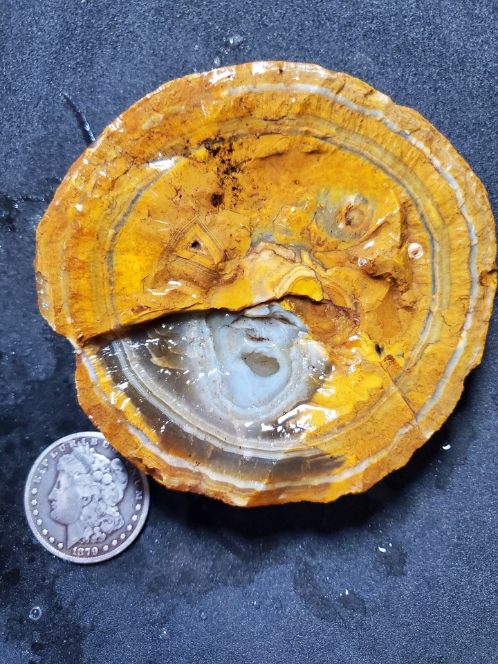 Brazilian Agate Piranha Nodule Banded Lapidary Quartz Crystal 740g ...