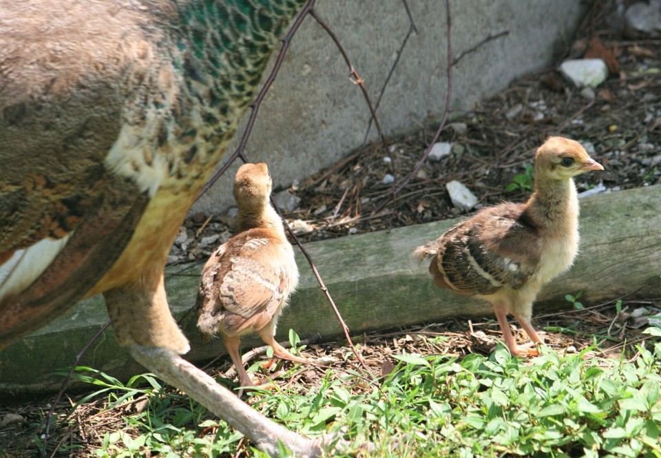 1 Peacock Peafowl Hatching Egg-India Blue Purebred-Guaranteed Fertile ...