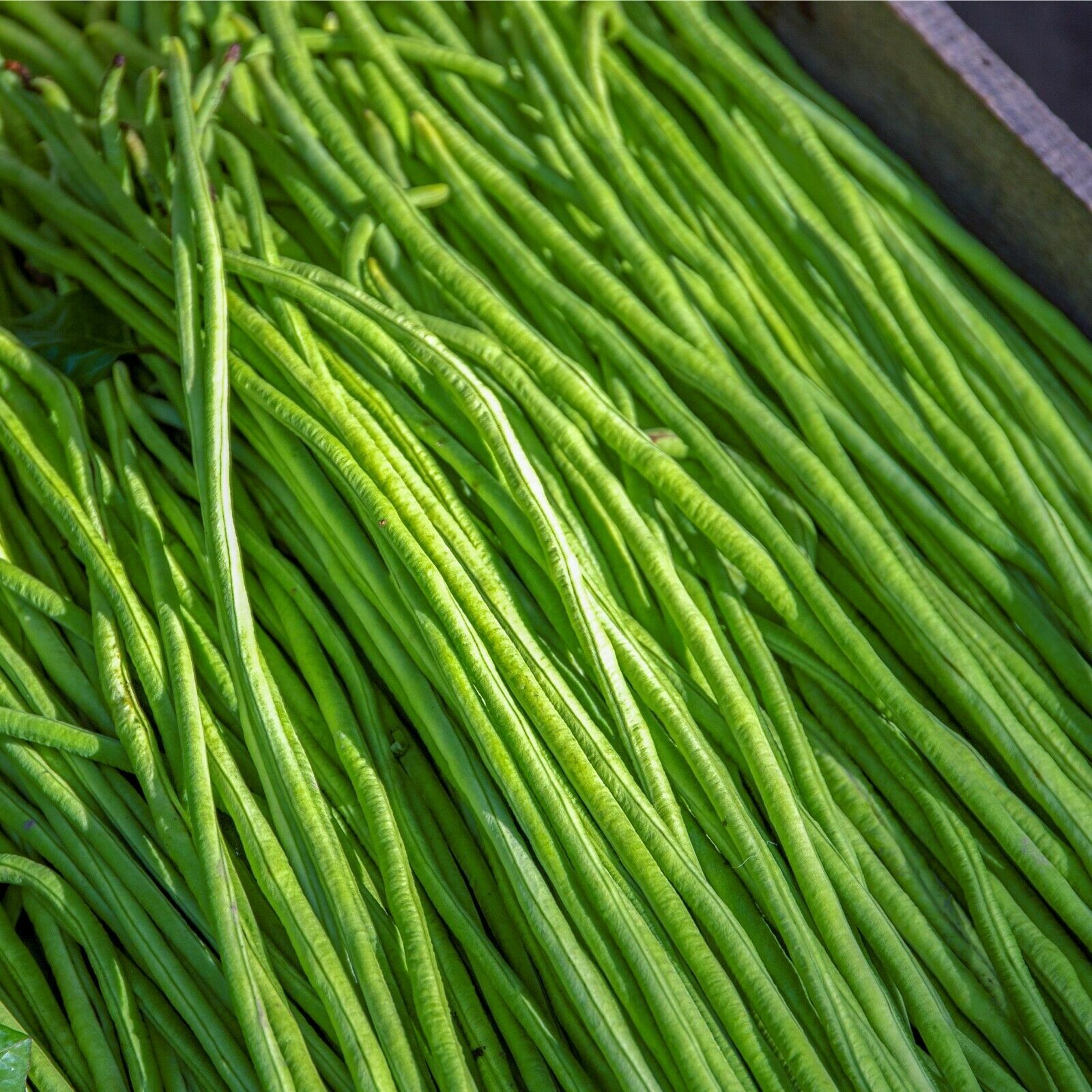 UK Garden: F1 Hybrid Long String Bean VIGOROUS VINE Botboti Lubi Urie ...