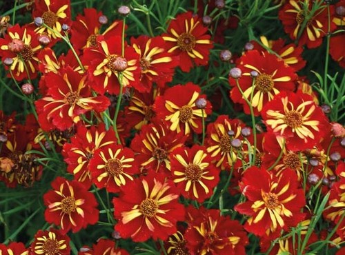 Coreopsis tinctoria Roulette 10 seeds | eBay