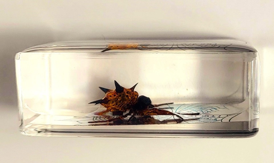 44mm Real Spiny Spider on Web in Clear Lucite Resin Insect Scenery ...