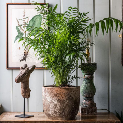 Parlor Victorian Palm Plant Chamaedorea elegans - Starter Evergreen ...
