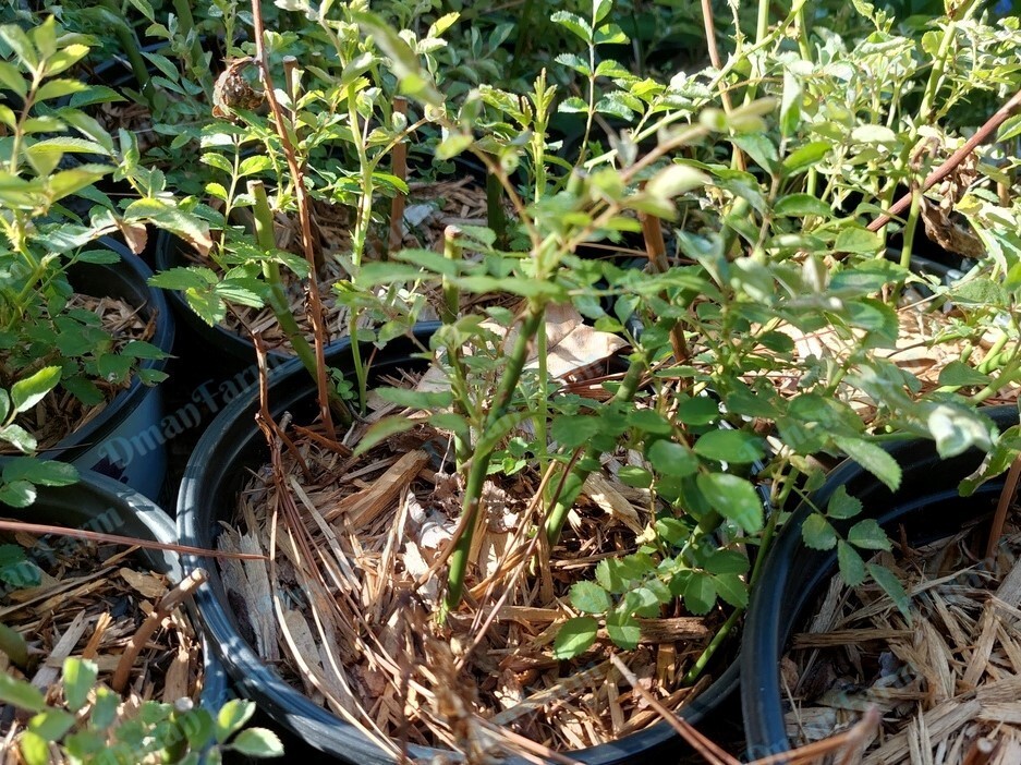 SEVEN 7 SISTERS PINK ROSE BUSH HEIRLOOM CLIMBING RAMBLER MULTIFLORA ...