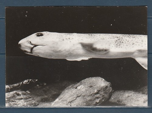 CPSM vers 1960 faune animaux vie marine poisson roussette | eBay