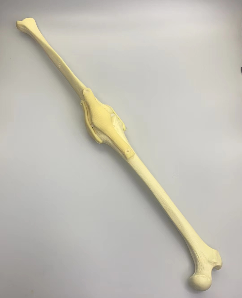 Various Human Bionic bone skeleton Orthopedic surgeon simulation ...