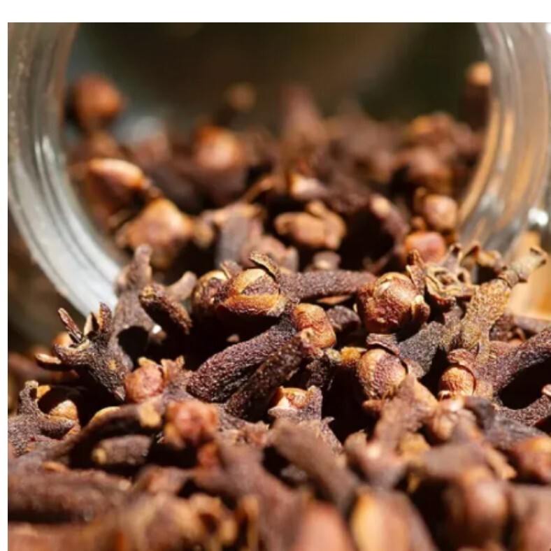 25+ Ceylon Cloves Tree Seeds Syzygium Aromaticum pure dried Seeds Rare ...
