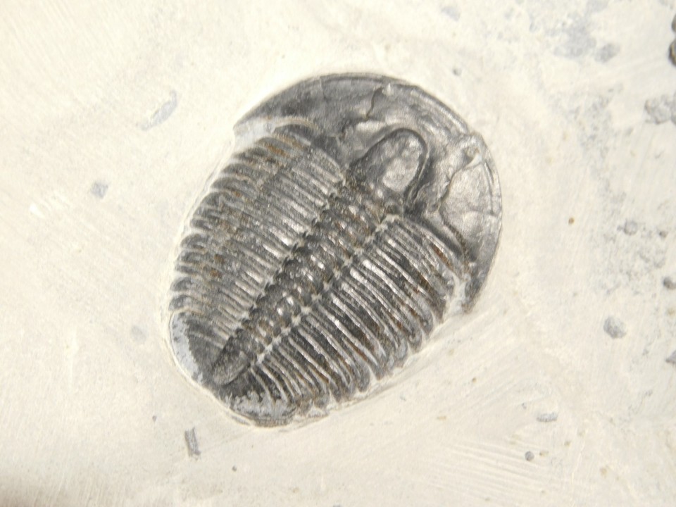 Elrathia TRILOBITE Fossil From Cambrian Utah 100% Natural 178gr *C | eBay