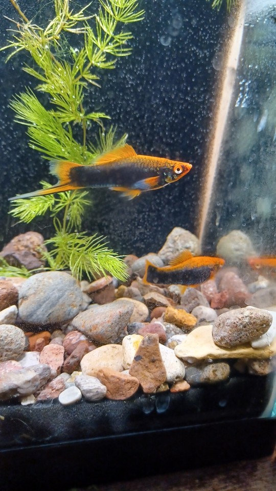 Dark swordtail package 6 live fish assortment, black, lemon fin and ...