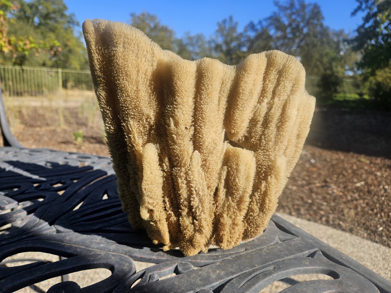 Natural Ocean Sea Sponge Vase 8" at Tallest, 6" at Shortest. 5.5 "× 9 ...