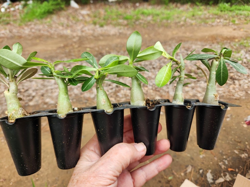 5 Desert Rose Plants, Adenium Obesum Mixed colors 3 - 5" tall Seedling ...