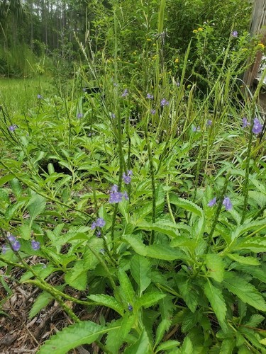 NATIVE WILDFLOWER SEEDS - Blue Porterweed (S. jamaicencis) FL ecotype ...
