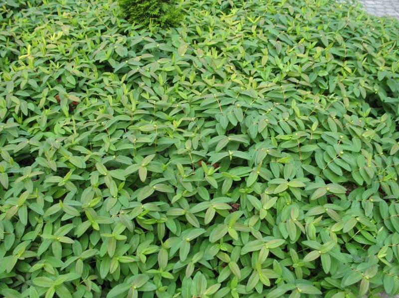 HYPERICUM CALYCINUM~ST. JOHN'S WORT~HARDY PERENNIAL GROUND COVER PLANTS ...