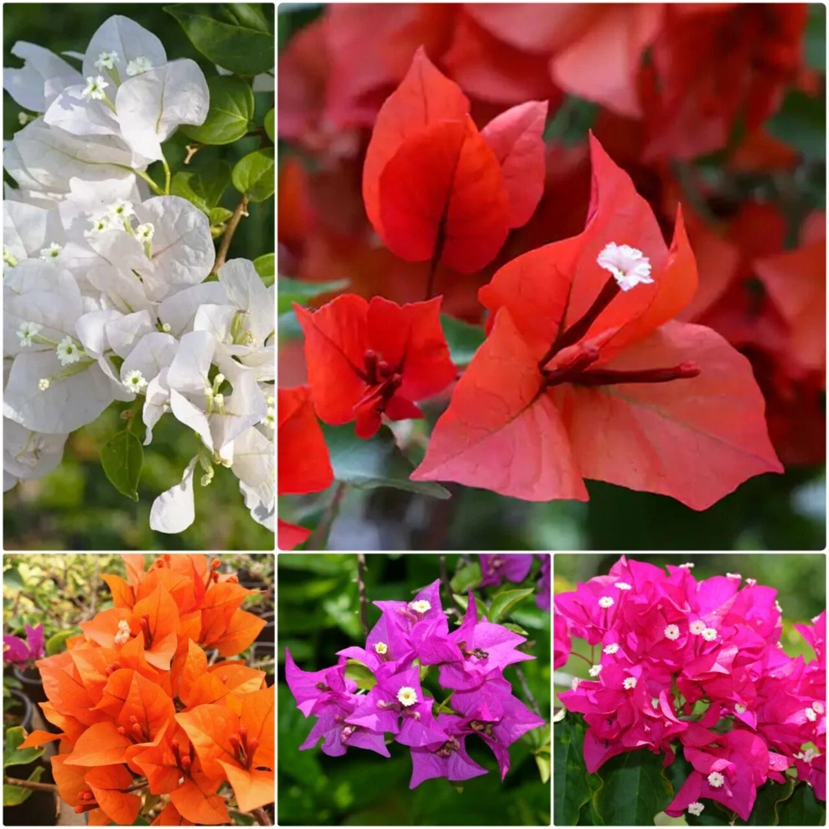Bougainvillea Growing From Cuttings