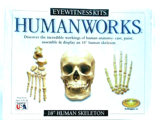 18" HUMAN SKELETON model kit 1/4 scale Sealed BONES skullduggery Co ...