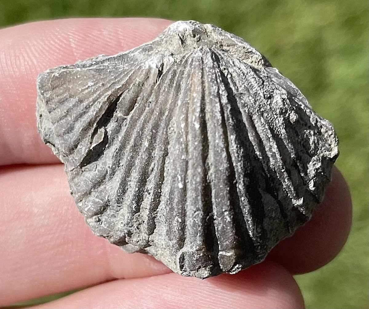 Brachiopod Platystrophia Sp