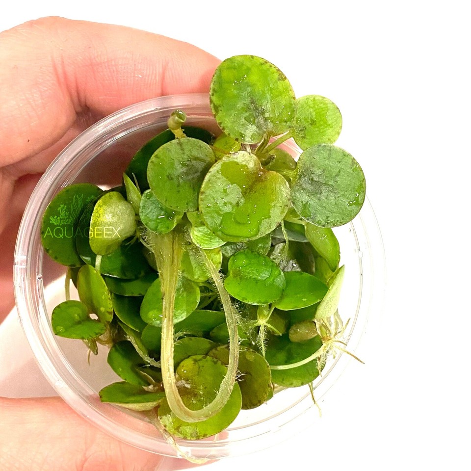 Amazon Frogbit (Limnobium Laevigatum) 6+ Live Floating Aquarium Plants ...