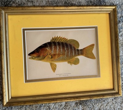 Framed Antique Fish Lithograph Print | eBay