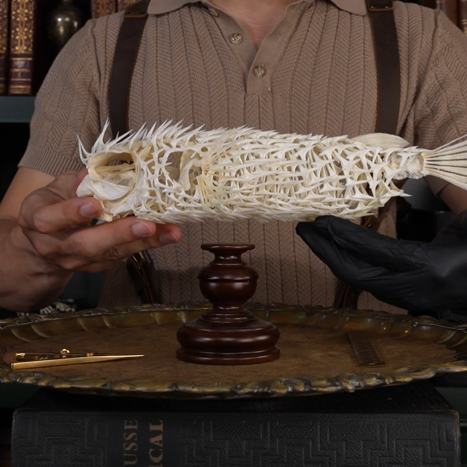 Real Porcupinefish skeleton, pufferfish taxidermy, fish skeleton skull ...