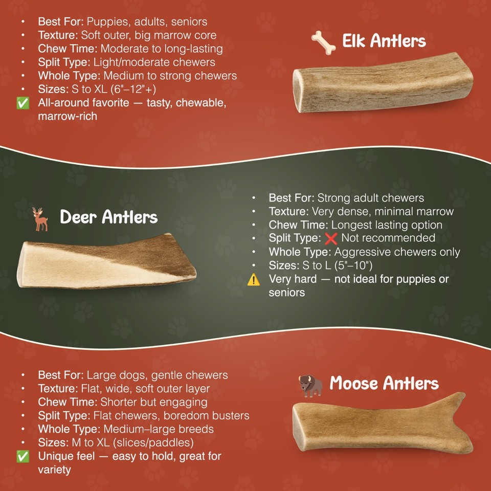 Large Deer Antlers C-Grade, Dog Chews Natural Shed, Knives Crafts ...