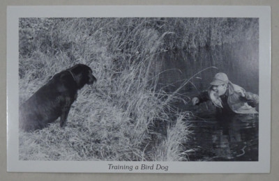 Montana Duckboy Western Comic Postcard Training A Bird Dog Unposted | eBay
