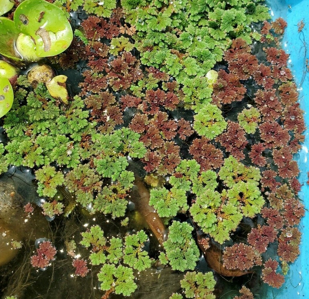1 Cup Azolla (duckweed fern, fairy moss) For KOI pond | eBay