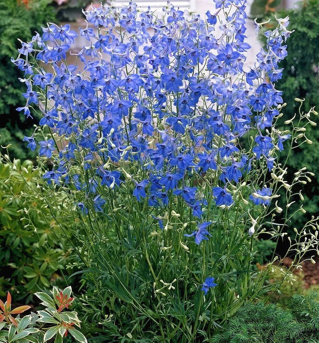 Delphinium Grandiflorum Blue Butterfly