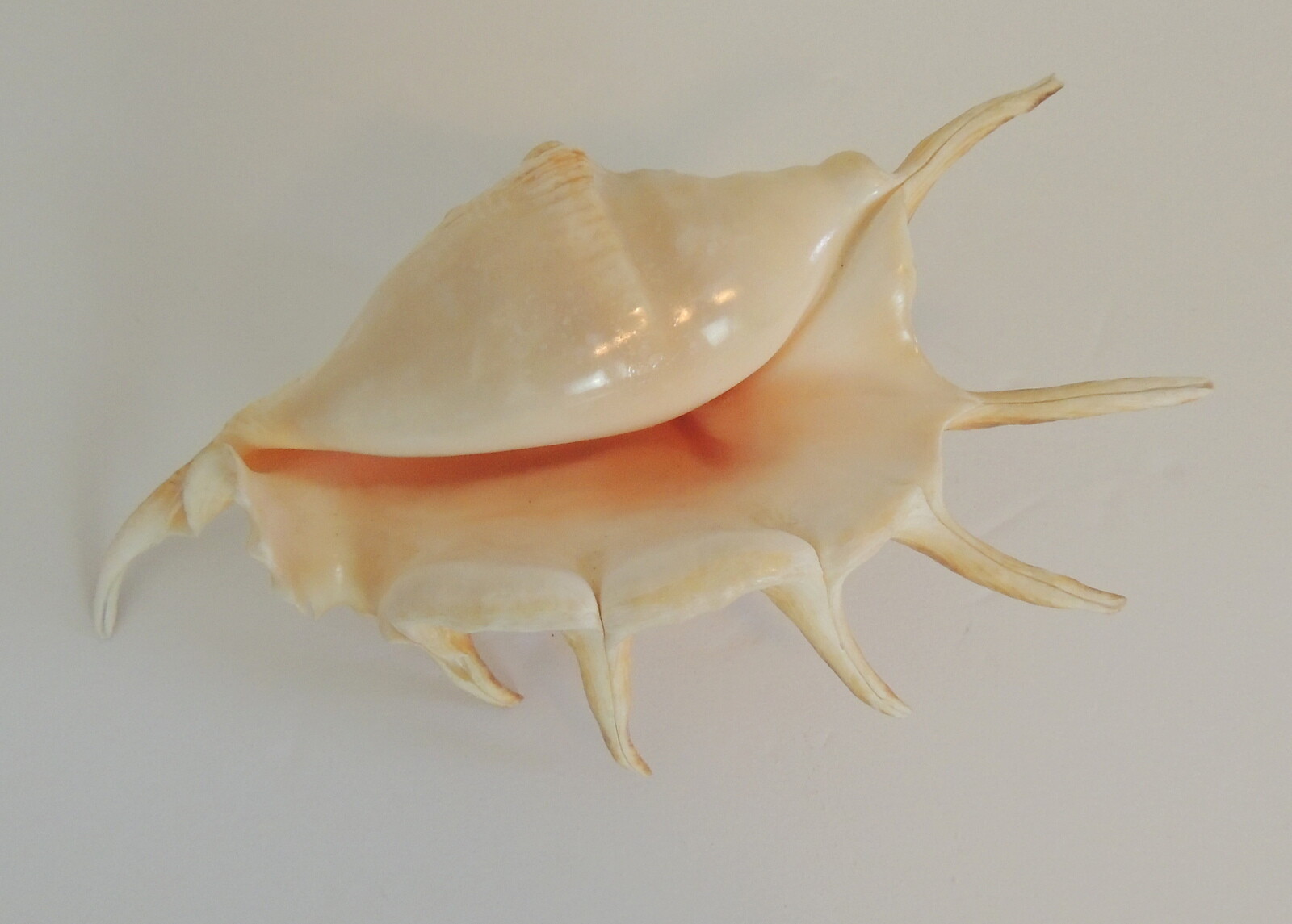 Scorpion Spider Conch Seashell Lambis Scorpius Sea Shell 6" x 4" | eBay