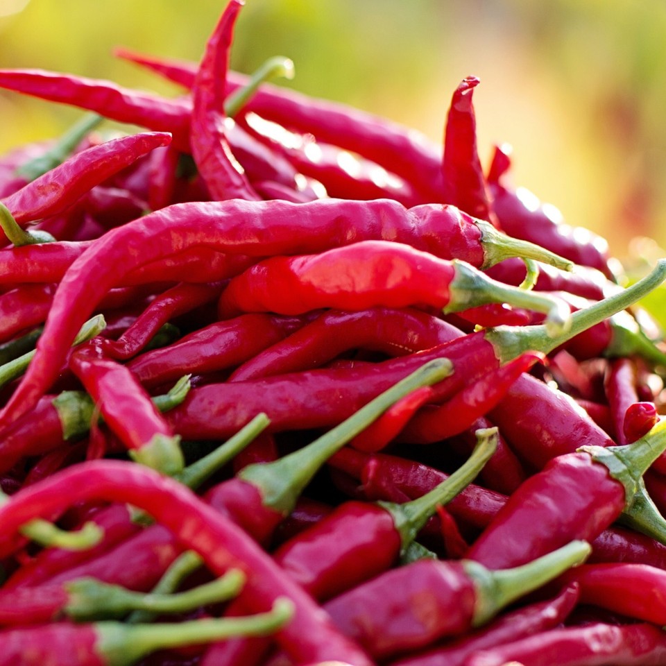 Cayenne Thin Pepper Seeds, Red Hot, Non-GMO, Spicy & Productive, Free ...