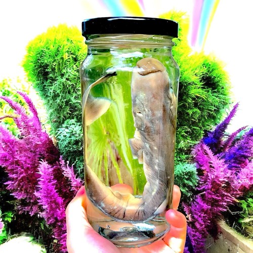 Wet Specimen Preserved Shark in a Bottle - Goth Decor Oddity Goth Gift ...