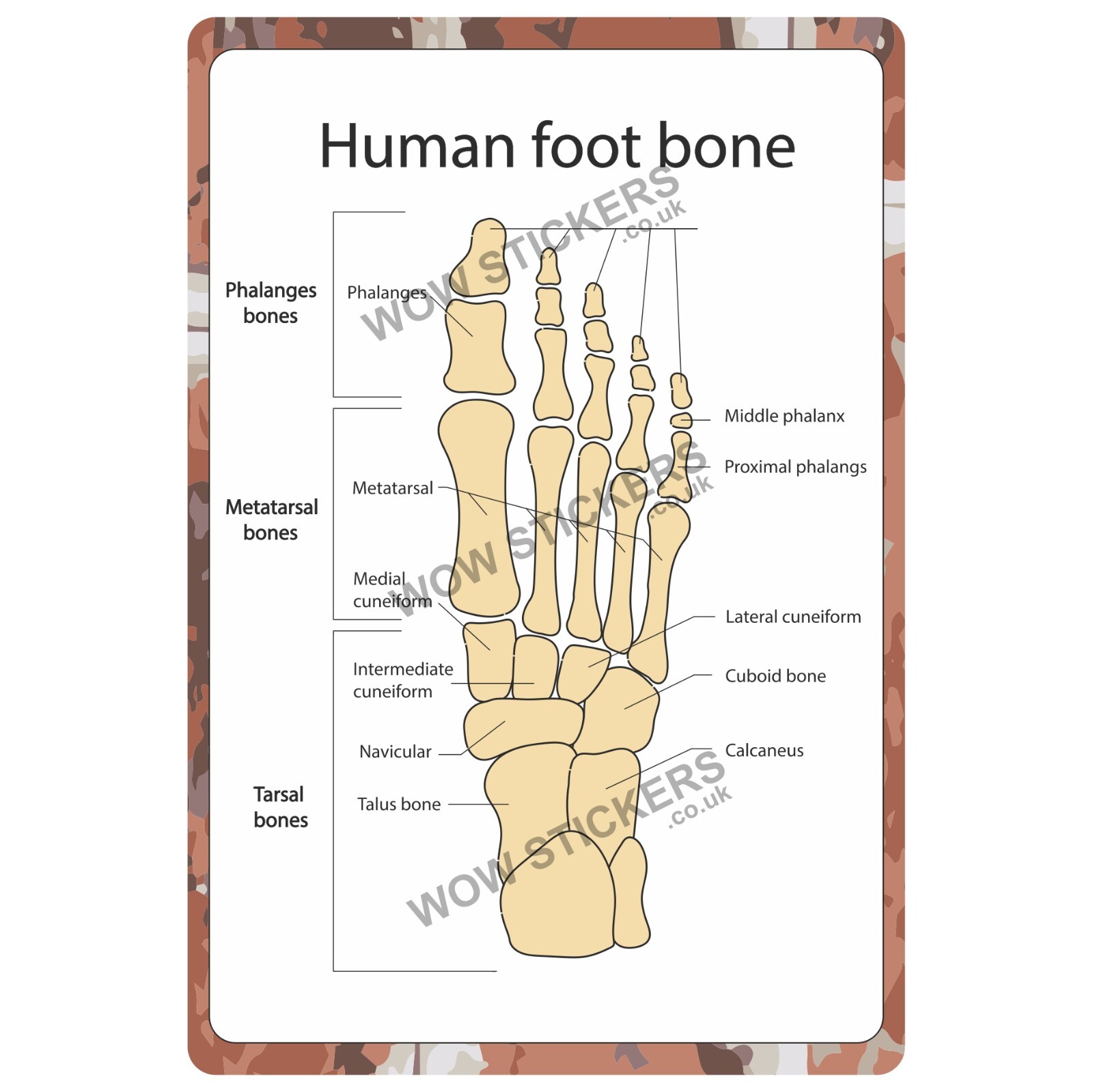 Human Foot Bone Chart Printed on Aluminium sign Medical Doctors Physio ...