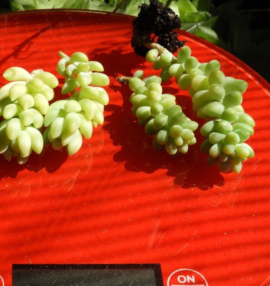 Succulent String of "Burro's Tail" "Donkey Tail" " 4 for $8 Cuttings ...