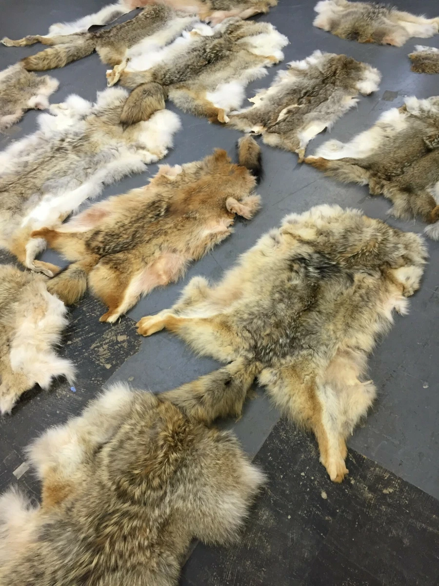 Coyote Pelt Uses