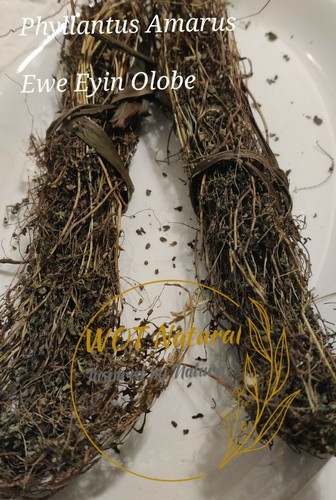 Phyllanthus Amarus Leaves All Natural Thai Ewe Eyin Olobe FEVER | eBay