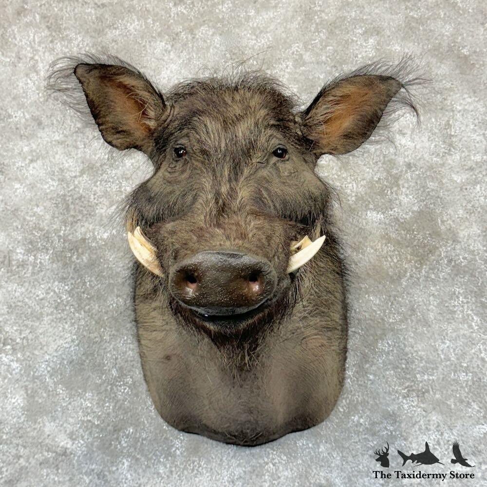 #29161 WC | Giant Forest Hog Taxidermy Shoulder Mount For Sale | eBay