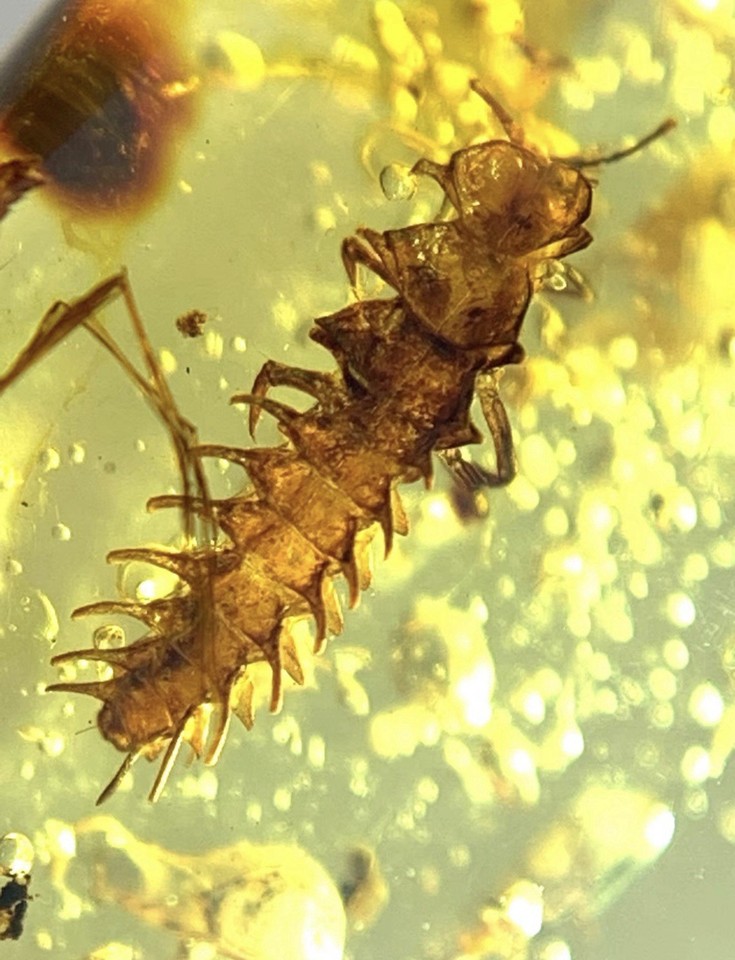 Rare Firefly larvae Burmite Natural Myanmar Insect Amber Fossil | eBay UK