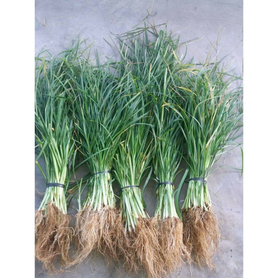Dried Goose Grass Paragis Plant Eleusine Indica Herb Natural Organic ...