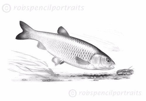 CHUB 'Cray Crunching' Chub Angler Fishing Collectable Art Drawing Print ...