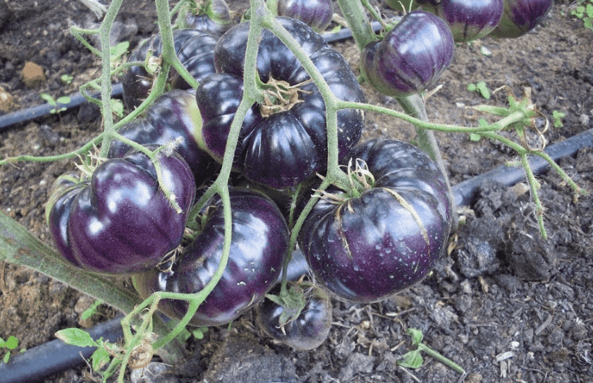 1 Pack 200 Rare Violet Tomato Seeds Lycopersicon Organic Vegetable ...